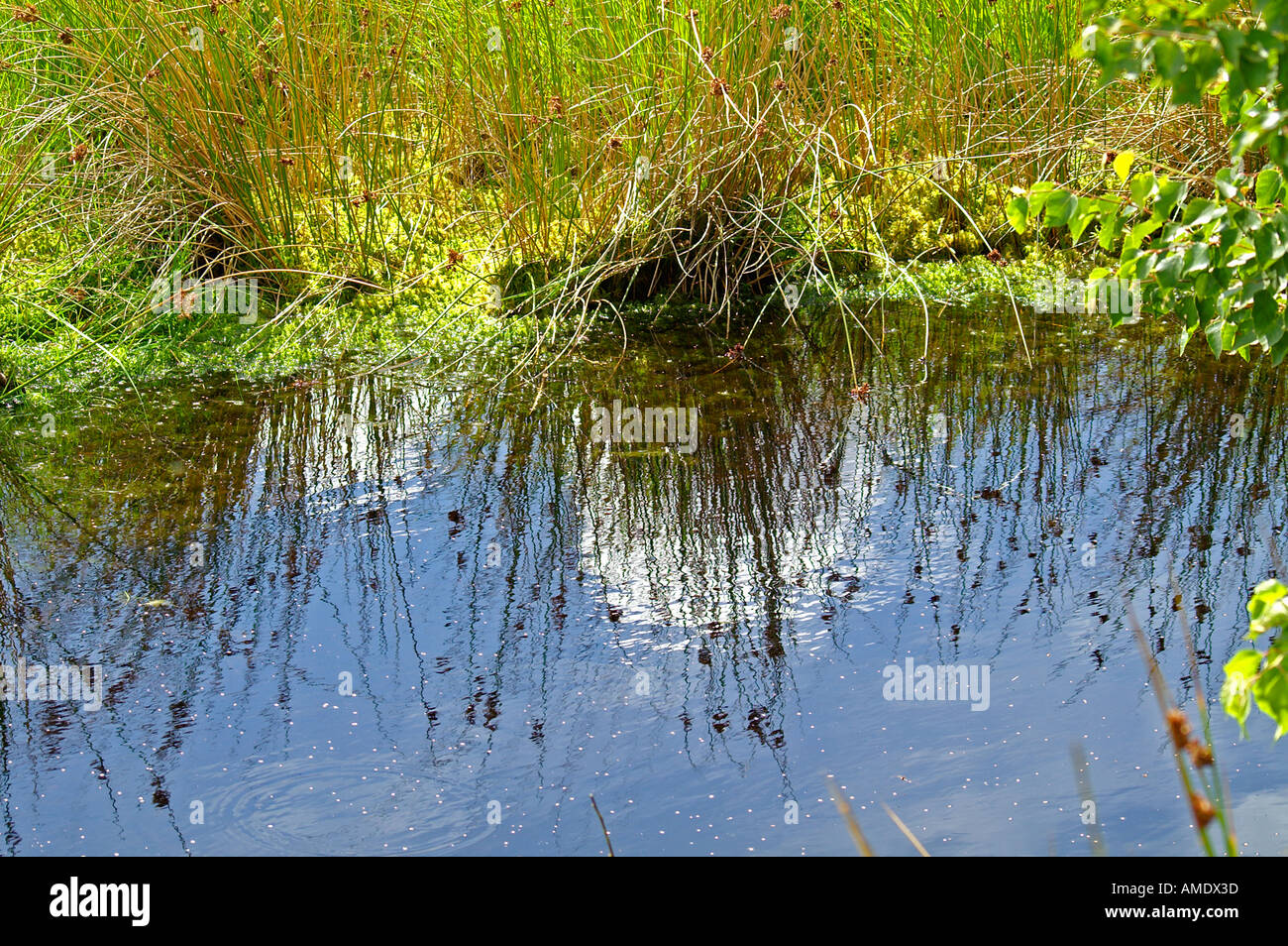 Wet lowland hi-res stock photography and images - Alamy