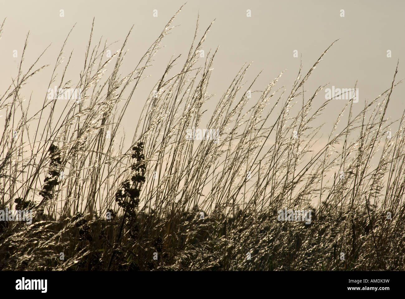 Long Grass Arrhenatherum elatius false oats Stock Photo - Alamy
