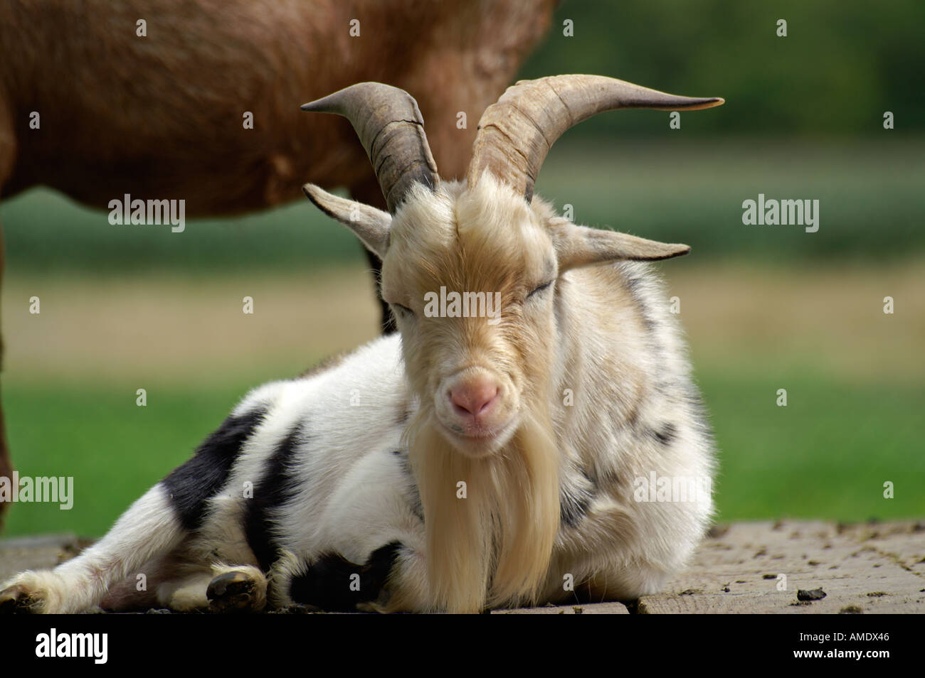 Ziege goat hi-res stock photography and images - Alamy