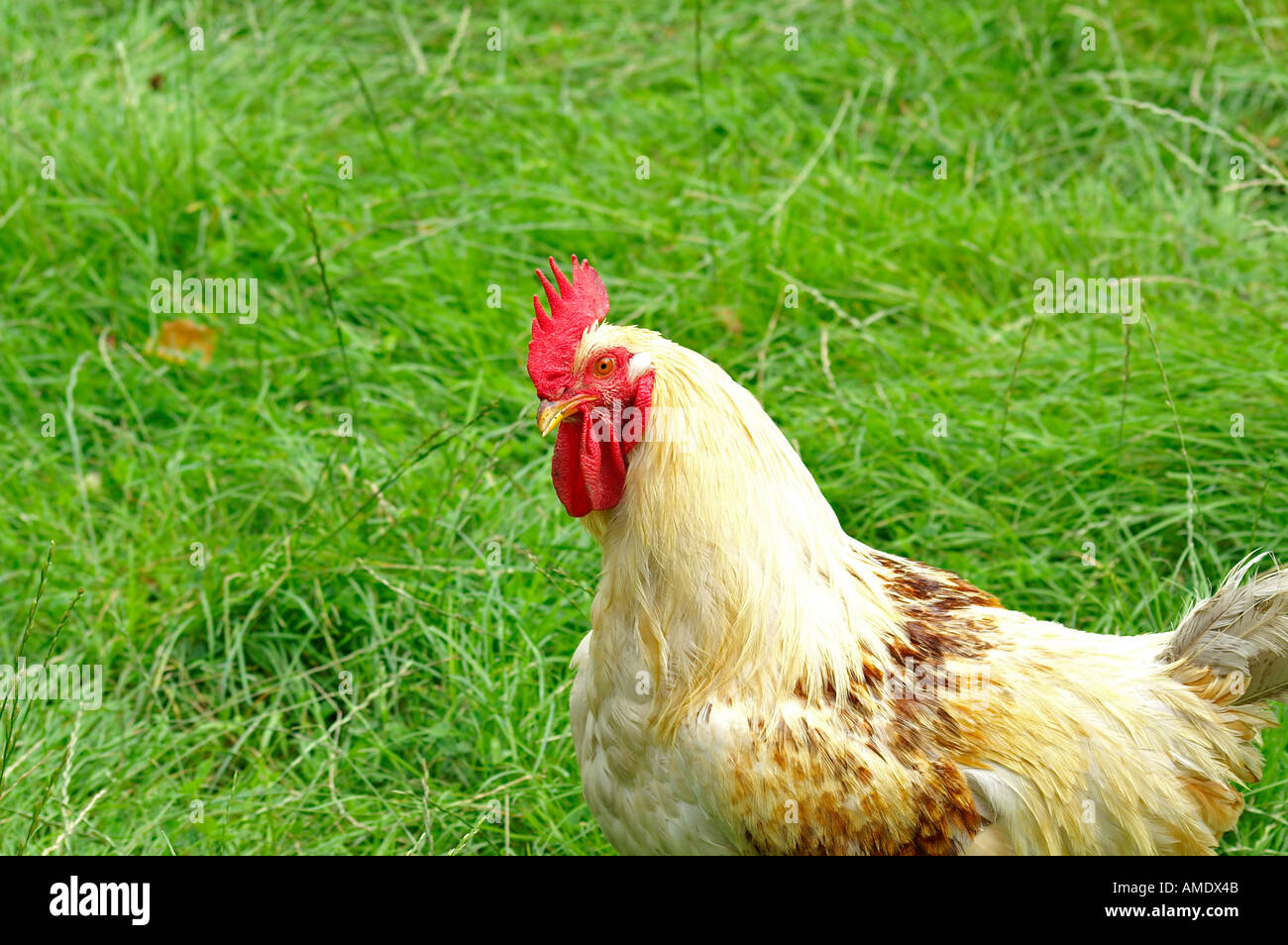 cock rooster Hahn Stock Photo - Alamy