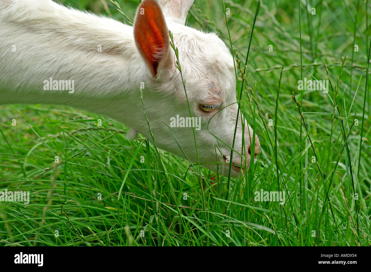 Goat grasses hi-res stock photography and images - Alamy