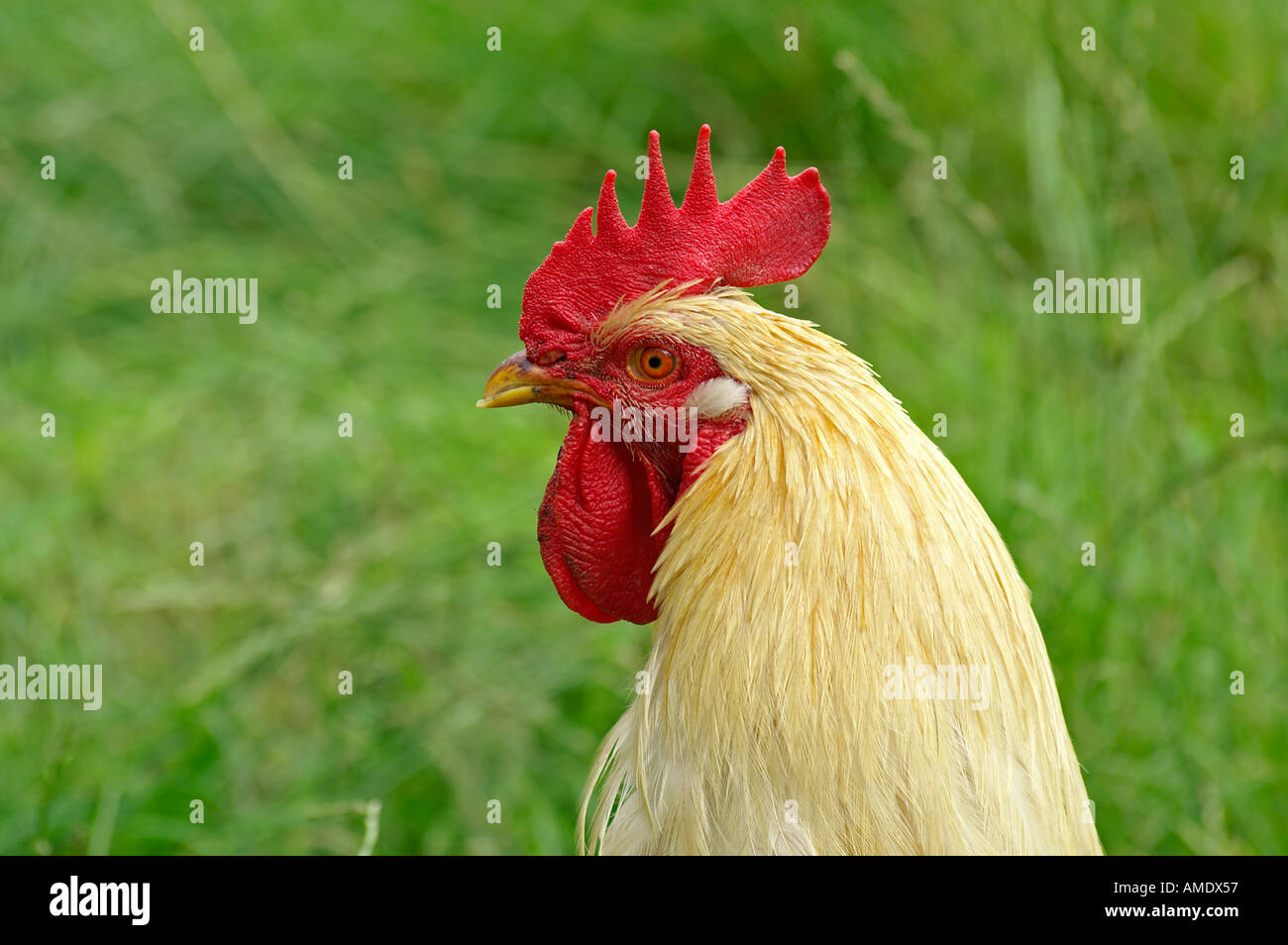 cock rooster Hahn Stock Photo - Alamy