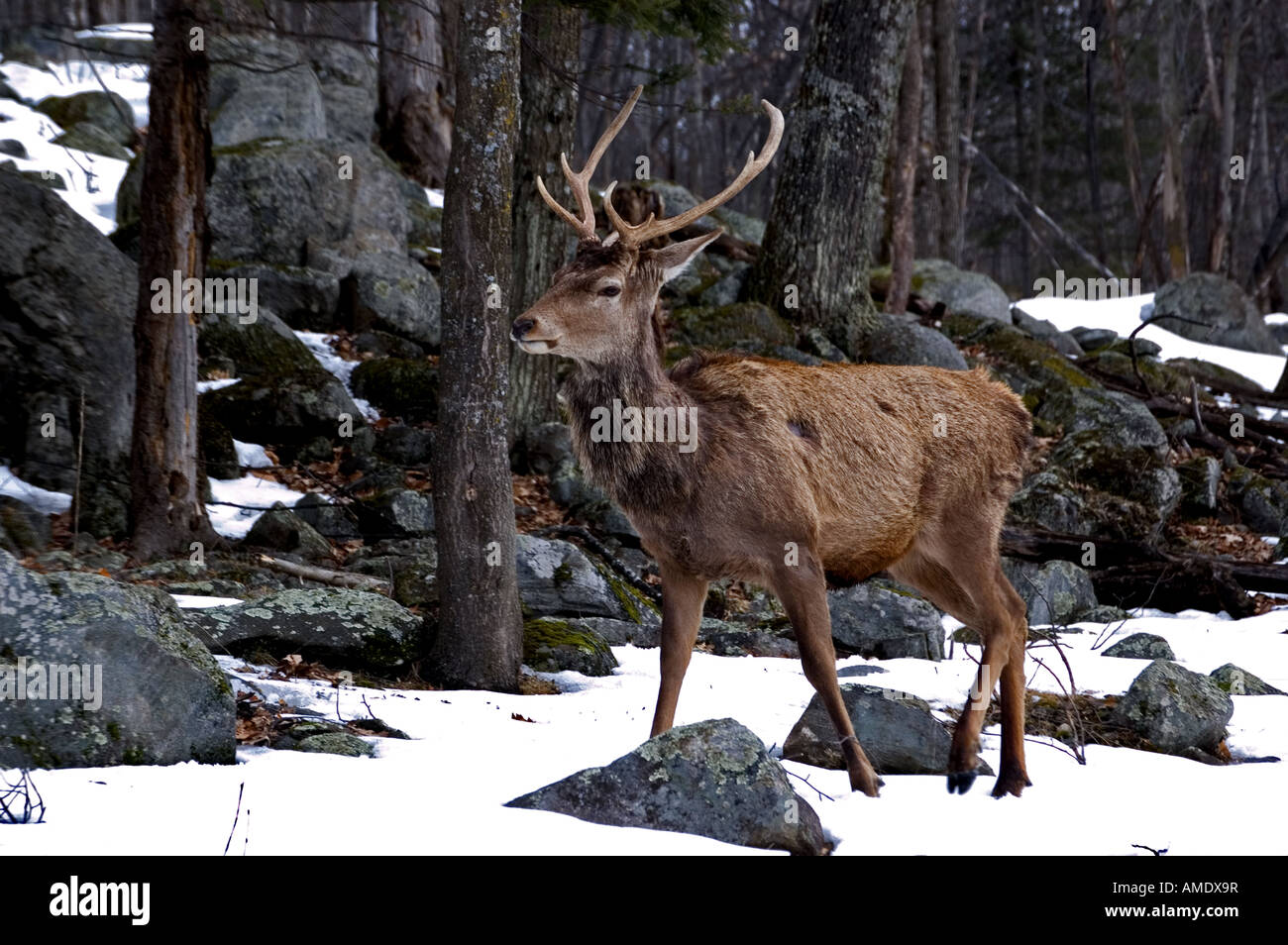 Deer in Spring Stock Photo - Alamy