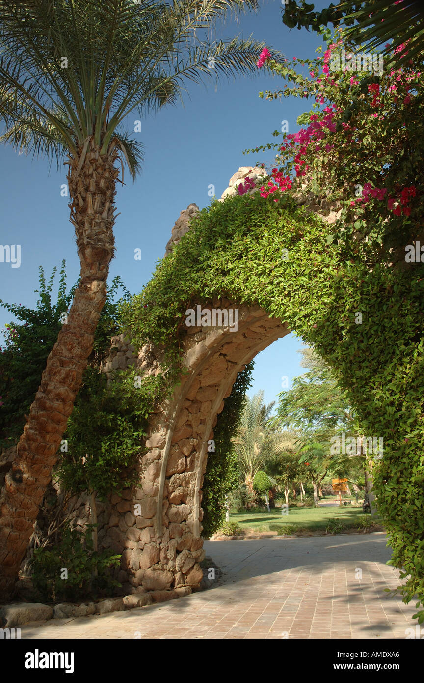 Topiary tree archway in the garden Stock Photo - Alamy
