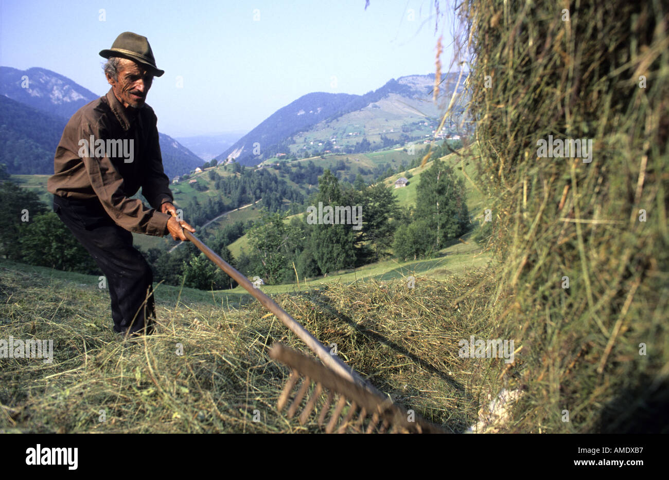Man gathering hay by hand Transylvania Romania Stock Photo - Alamy