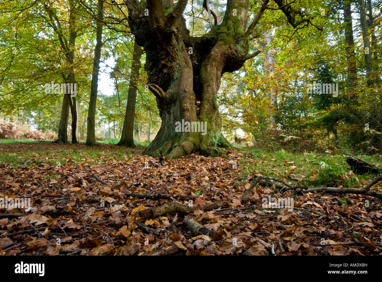 Woodland path with fallen leaves hi-res stock photography and images ...