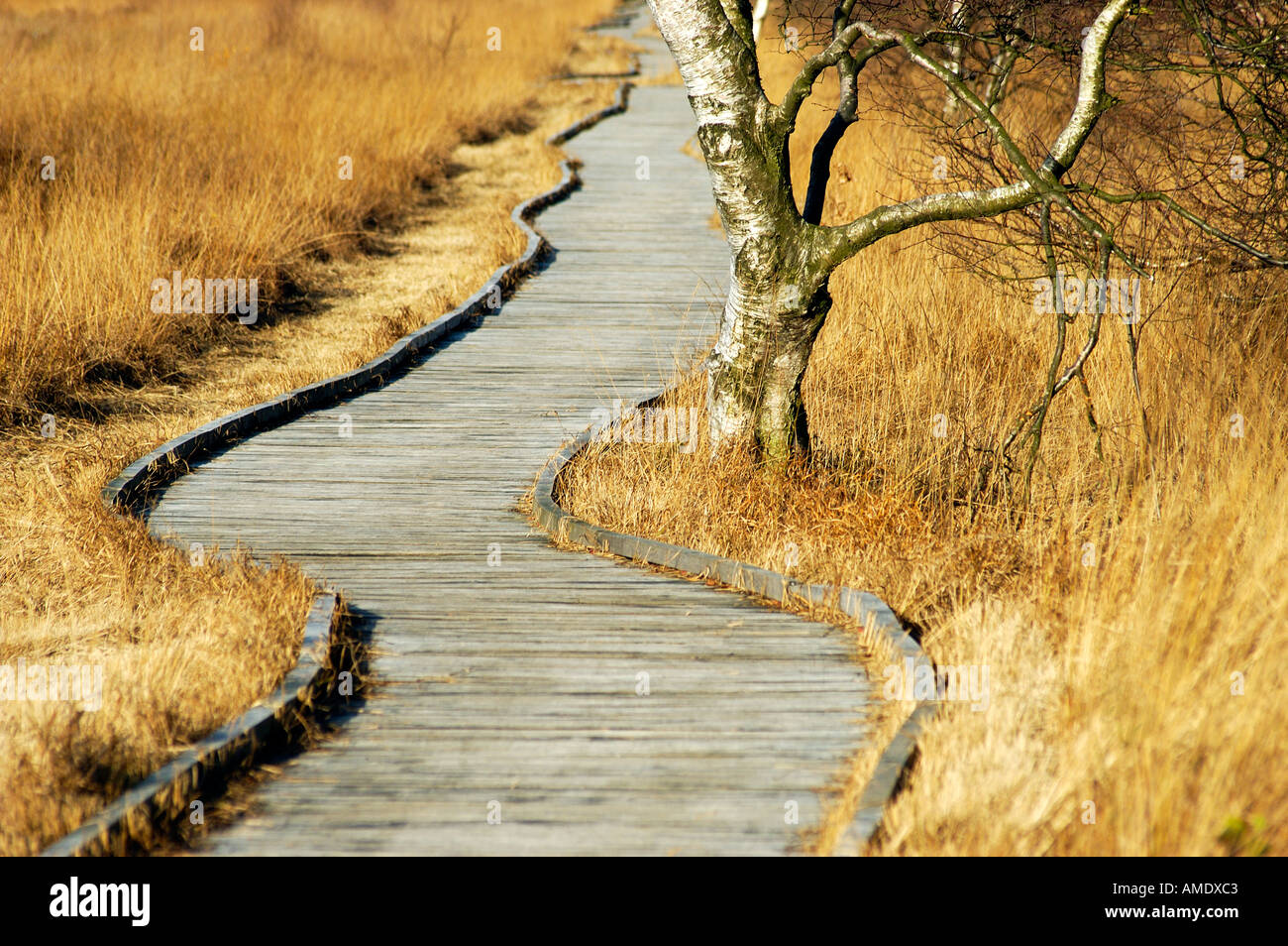 Wooden footpath leading through wetlands Stock Photo - Alamy