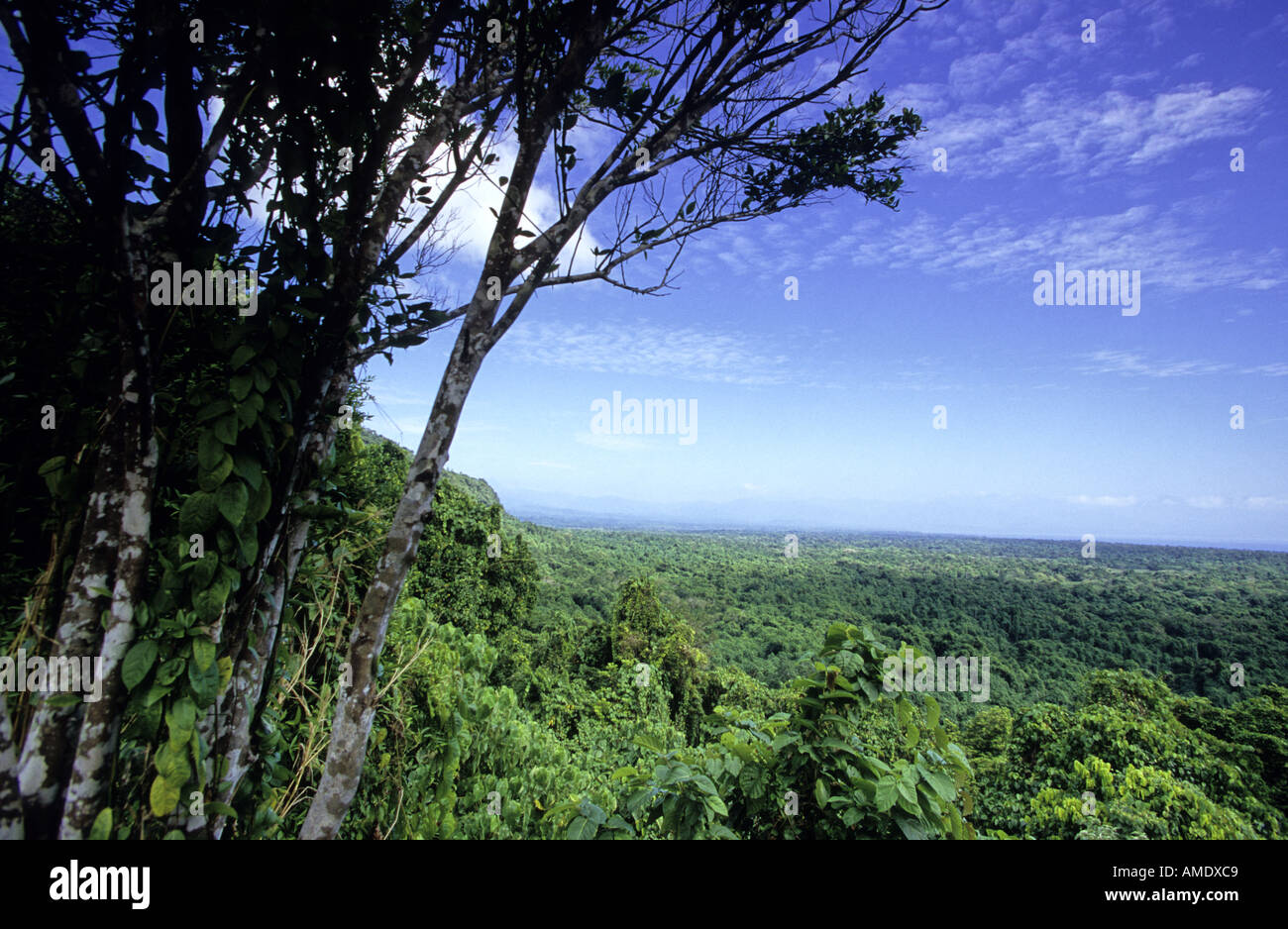 Mile-a-minute weed smothering native lowland forest species at Vatthe ...