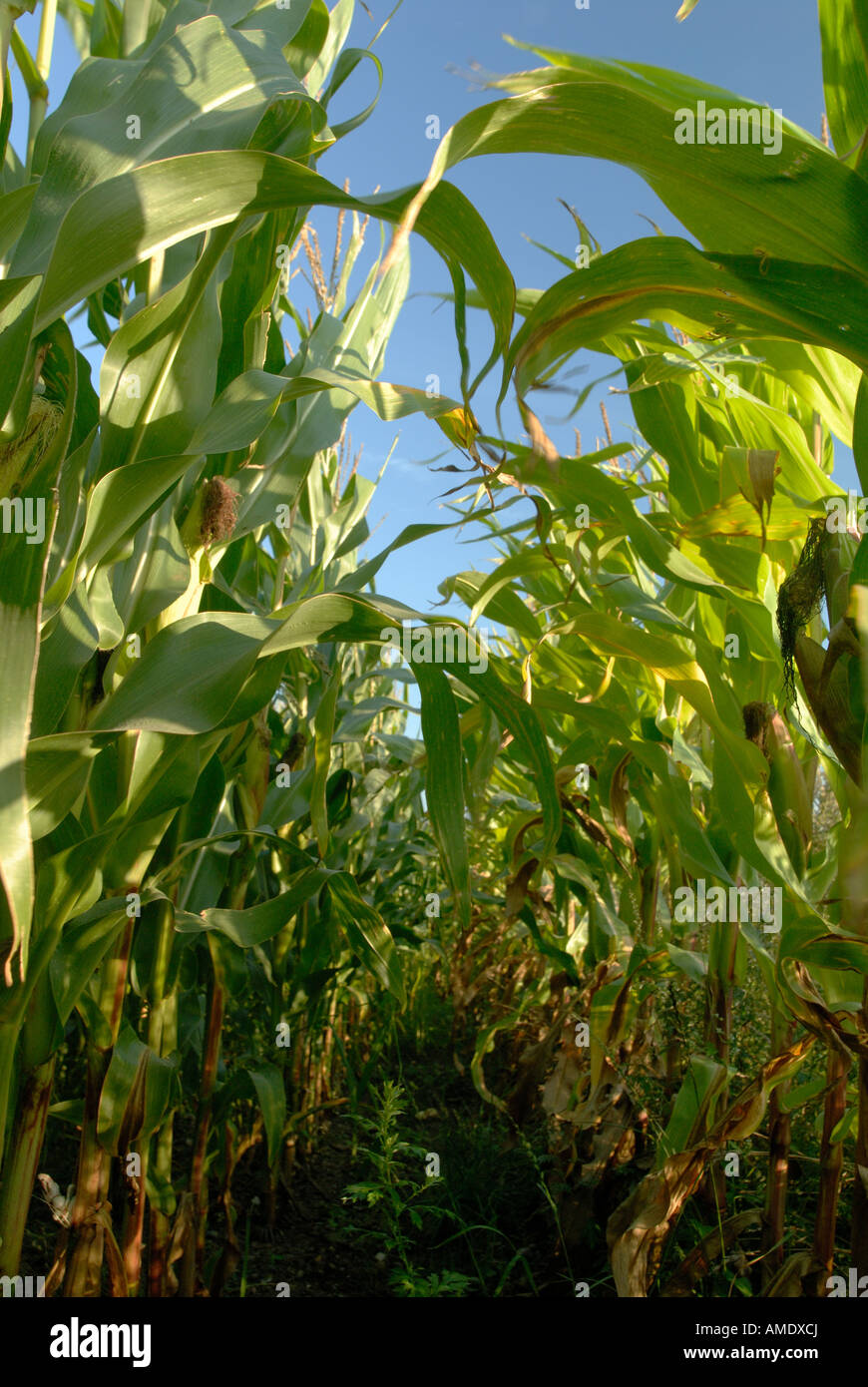 Corn field seen from below Stock Photo - Alamy