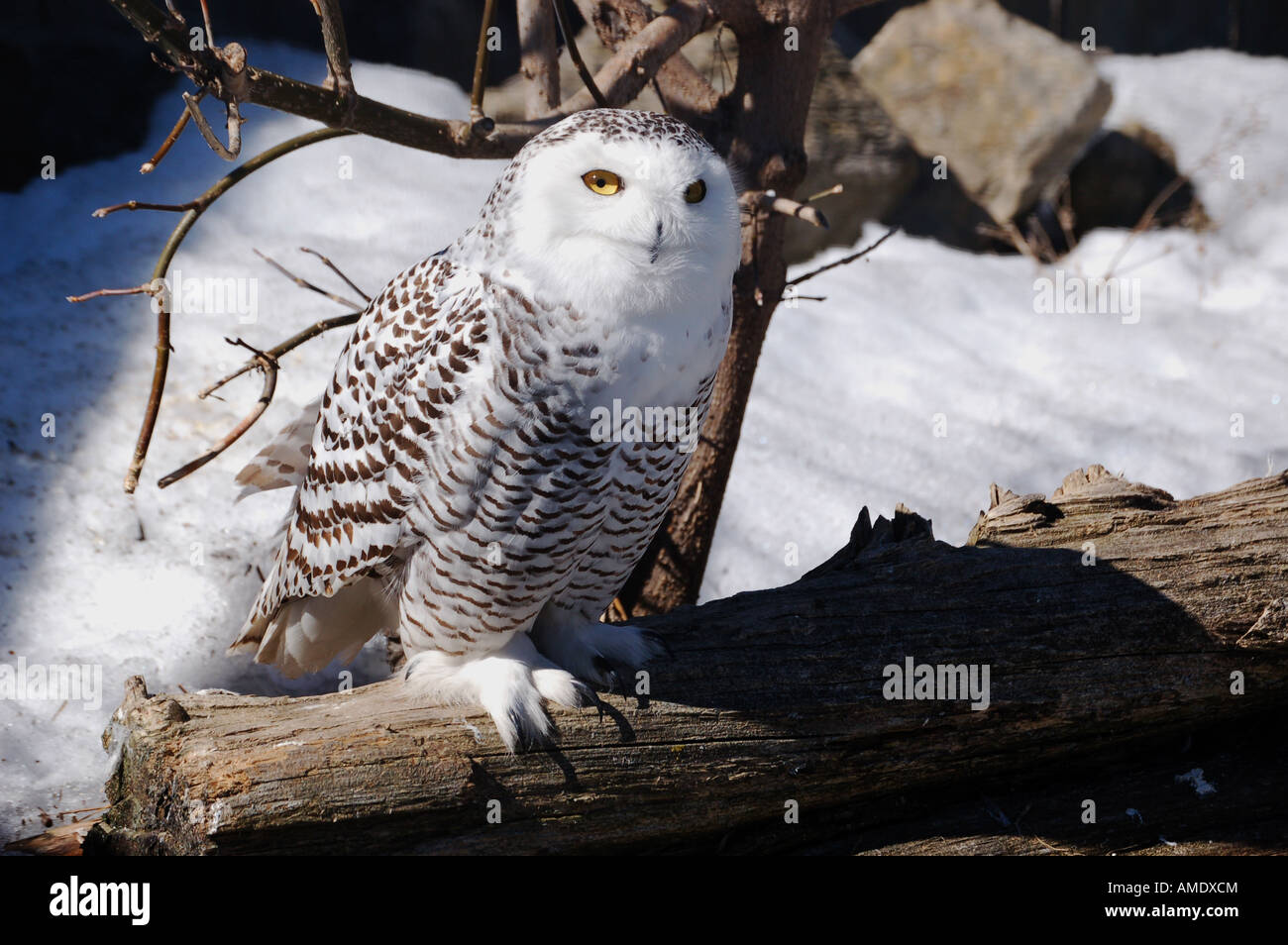 Female Snowy Owl in Winter Stock Photo - Alamy
