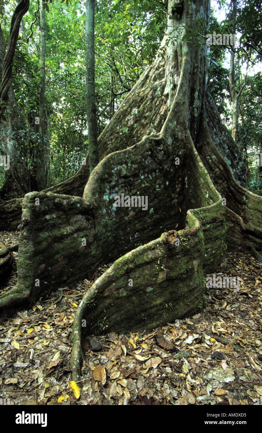 Buttress roots of a rainforest tree,Vatthe Conservation Area Espiritu ...