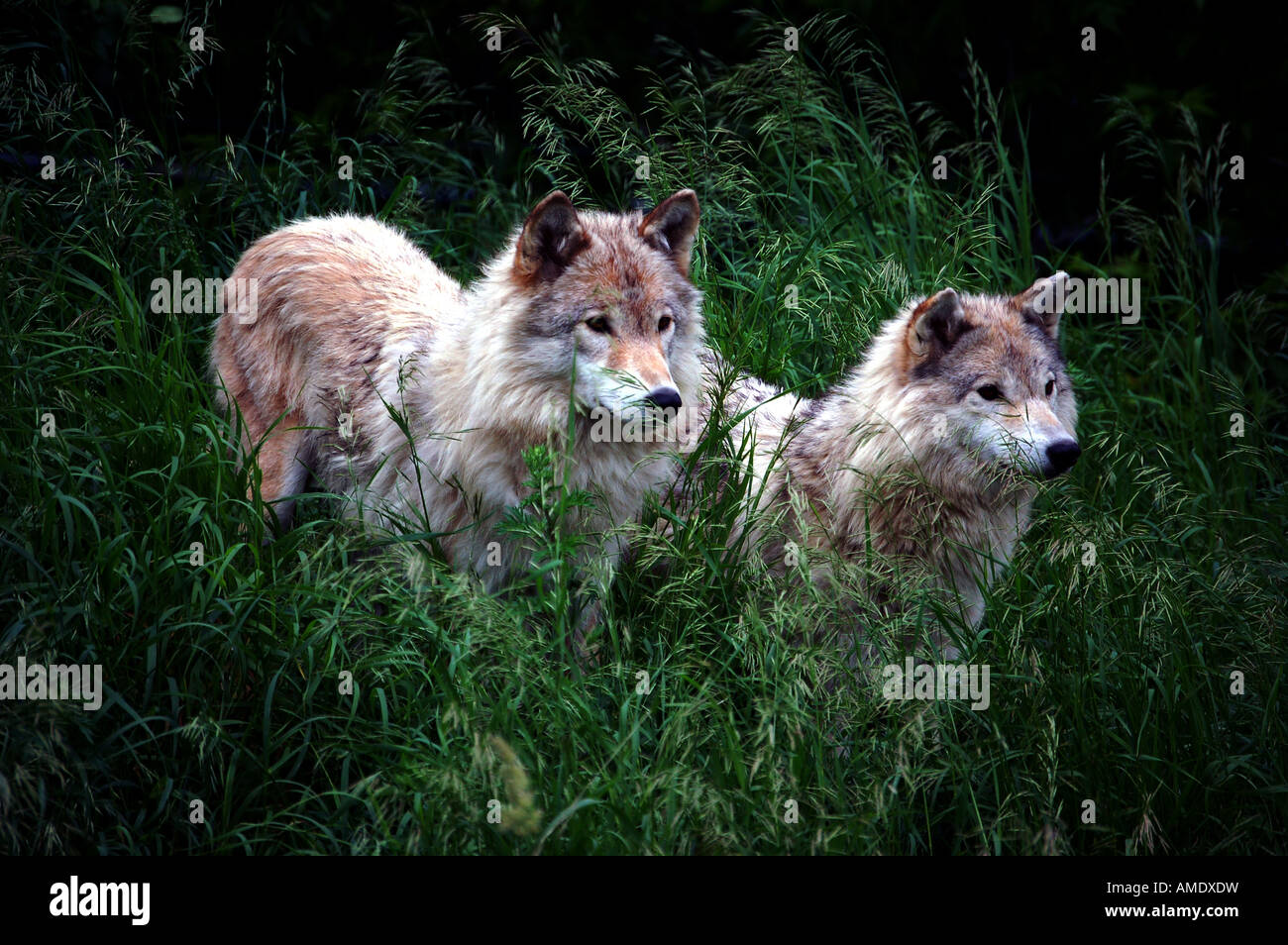 A pair of Timber Wolves Stock Photo - Alamy