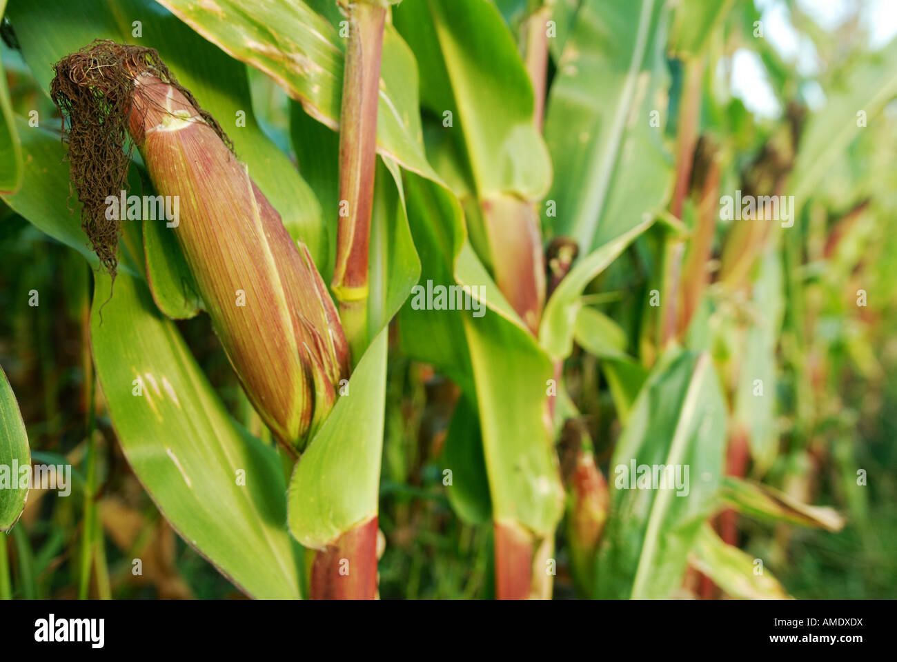 Zea corn hi-res stock photography and images - Alamy