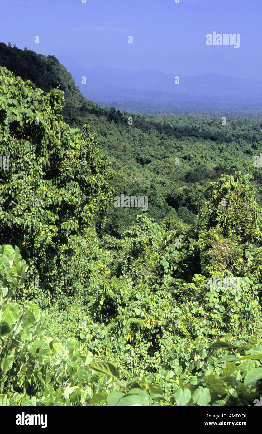 Mile-a-minute weed smothering native lowland forest species at Vatthe ...