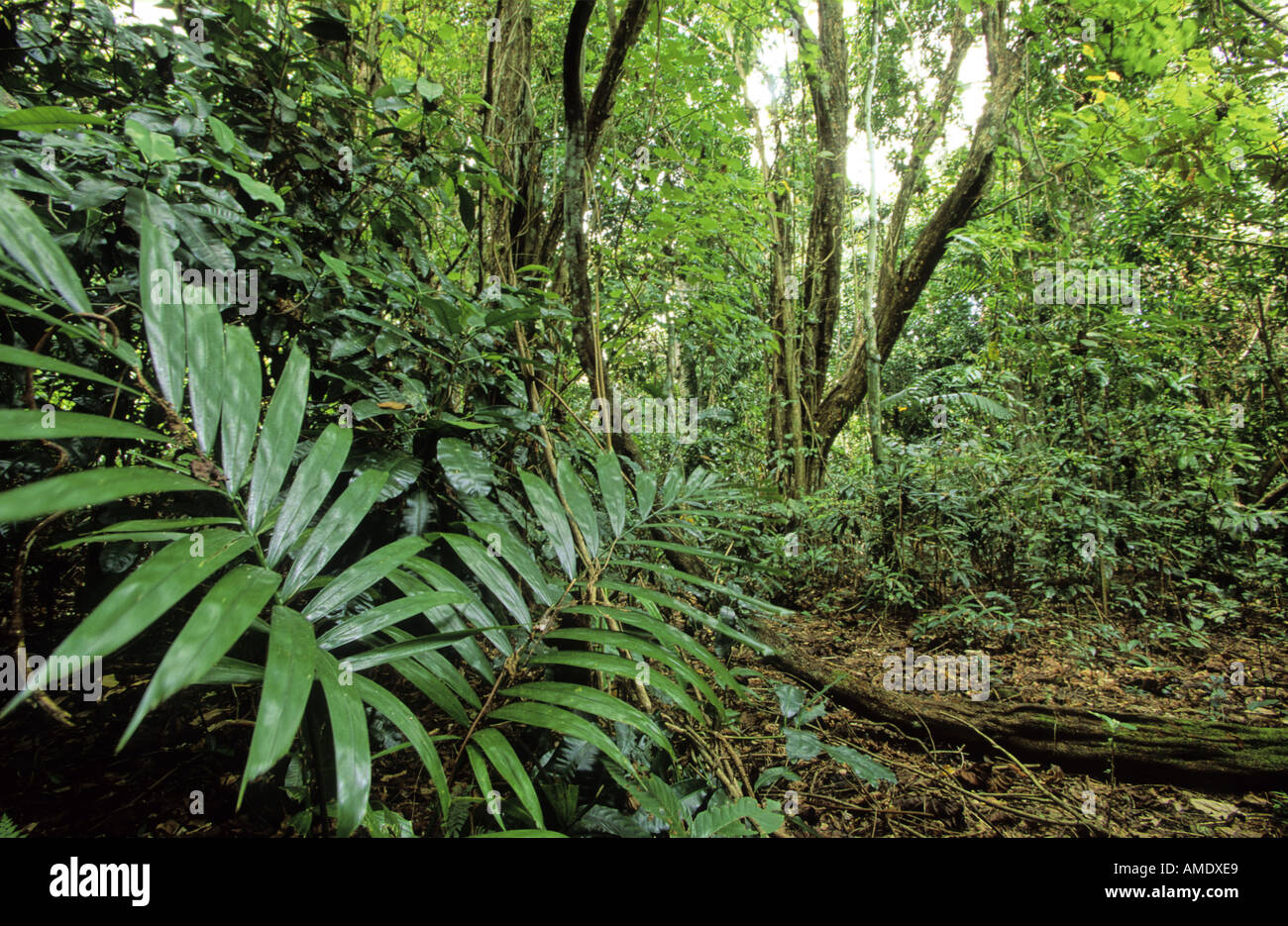 Vanuatu Rainforest