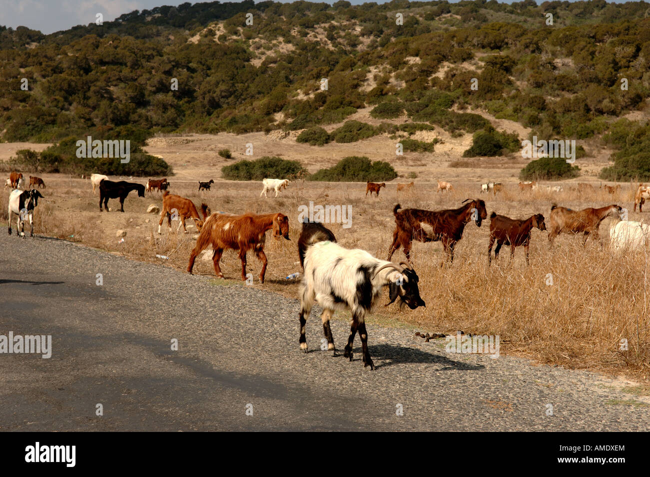 Goats and sheep in the countryside of Northeren Cyprus Stock Photo - Alamy