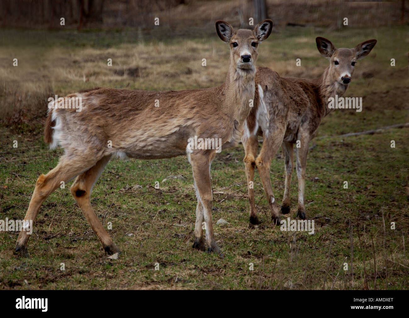 Two white tailed deer hi-res stock photography and images - Alamy