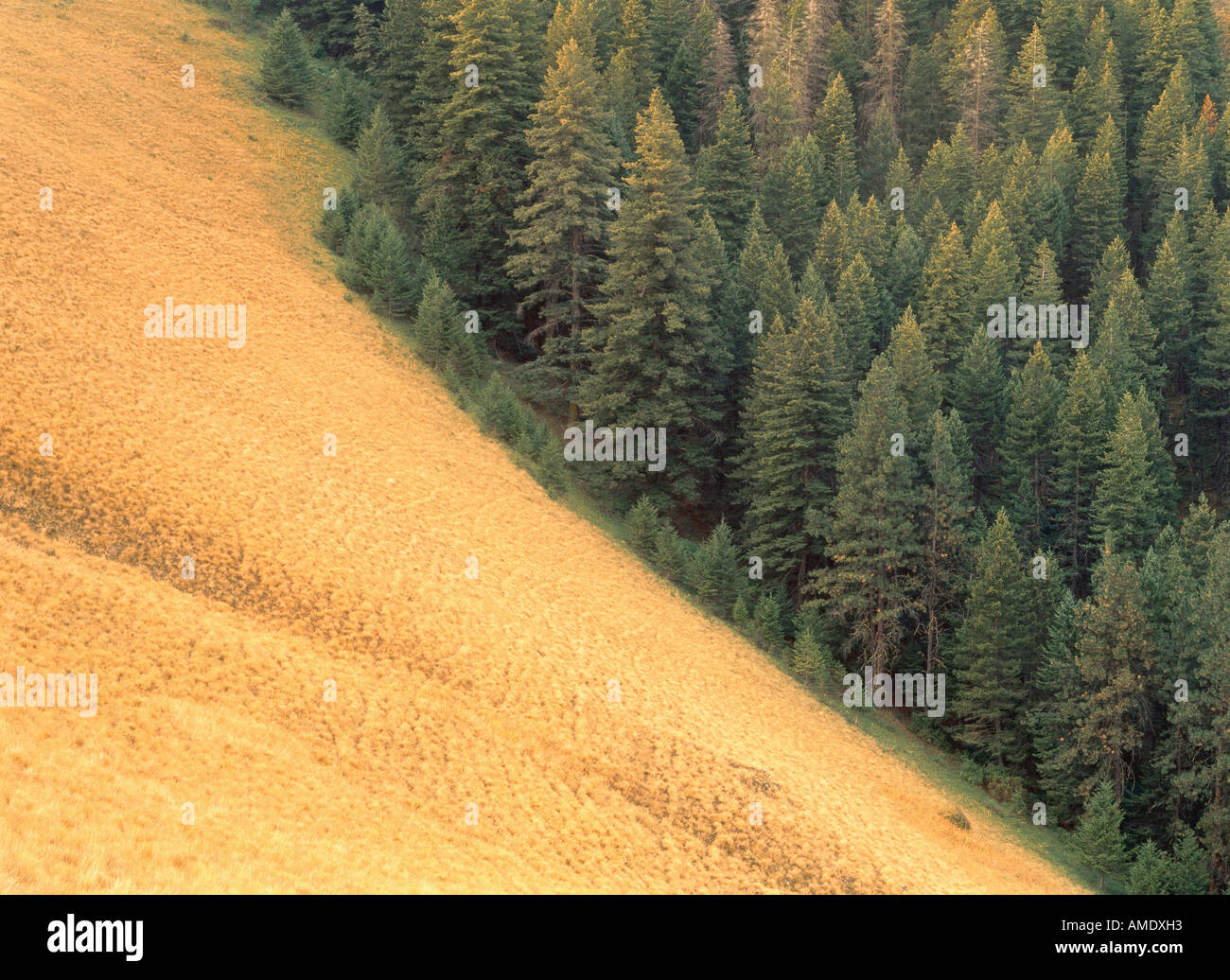 Field and Trees Near Imnaha, Oregon, USA Stock Photo - Alamy