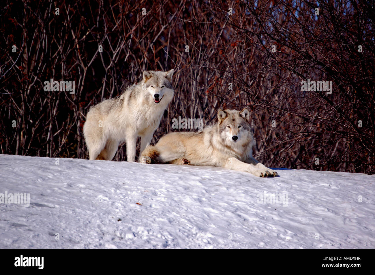 A pair of Timber Wolves in Winter Stock Photo - Alamy