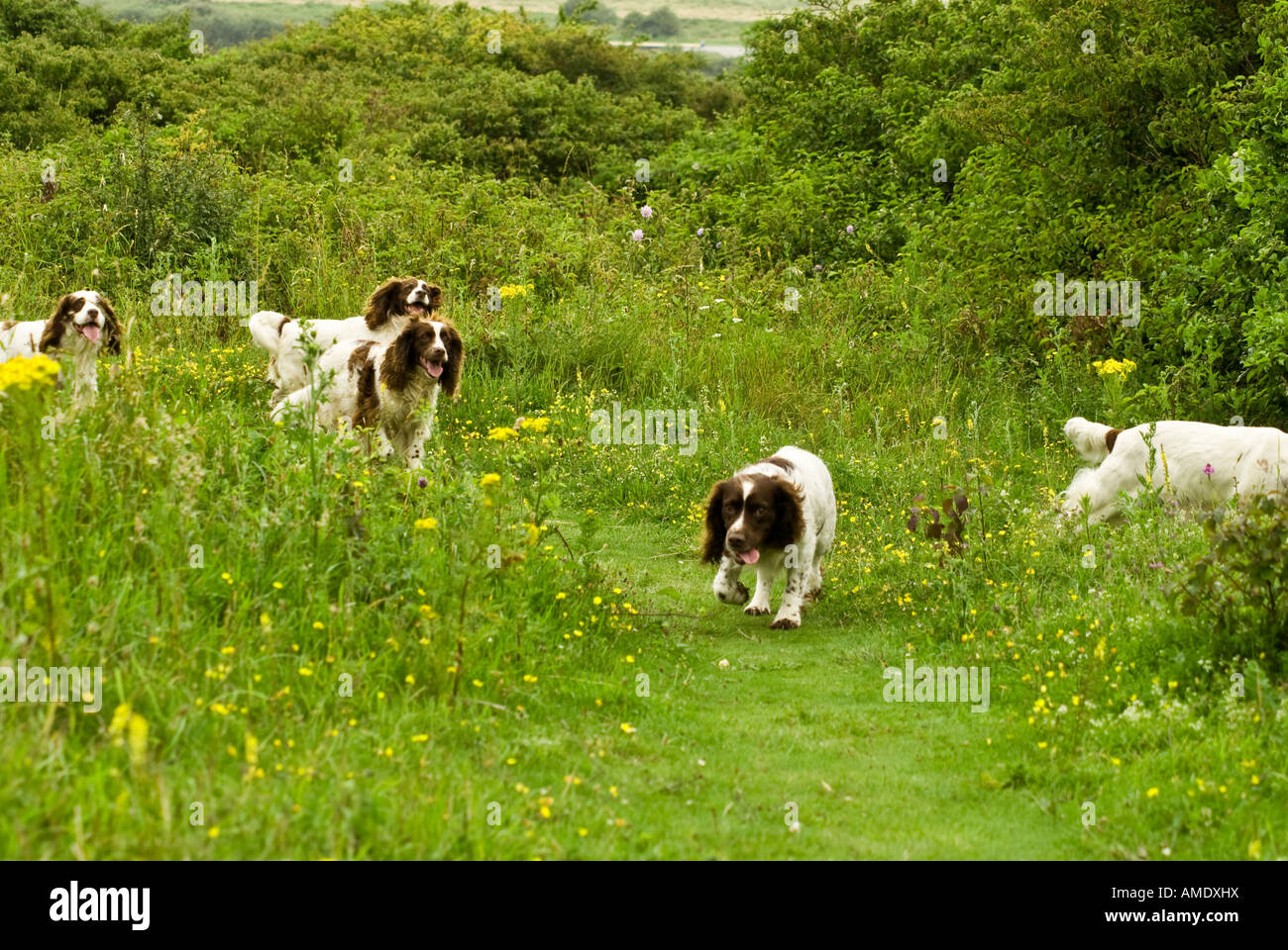 Pack SPANIEL COCKER CROSS dogs Stock Photo - Alamy