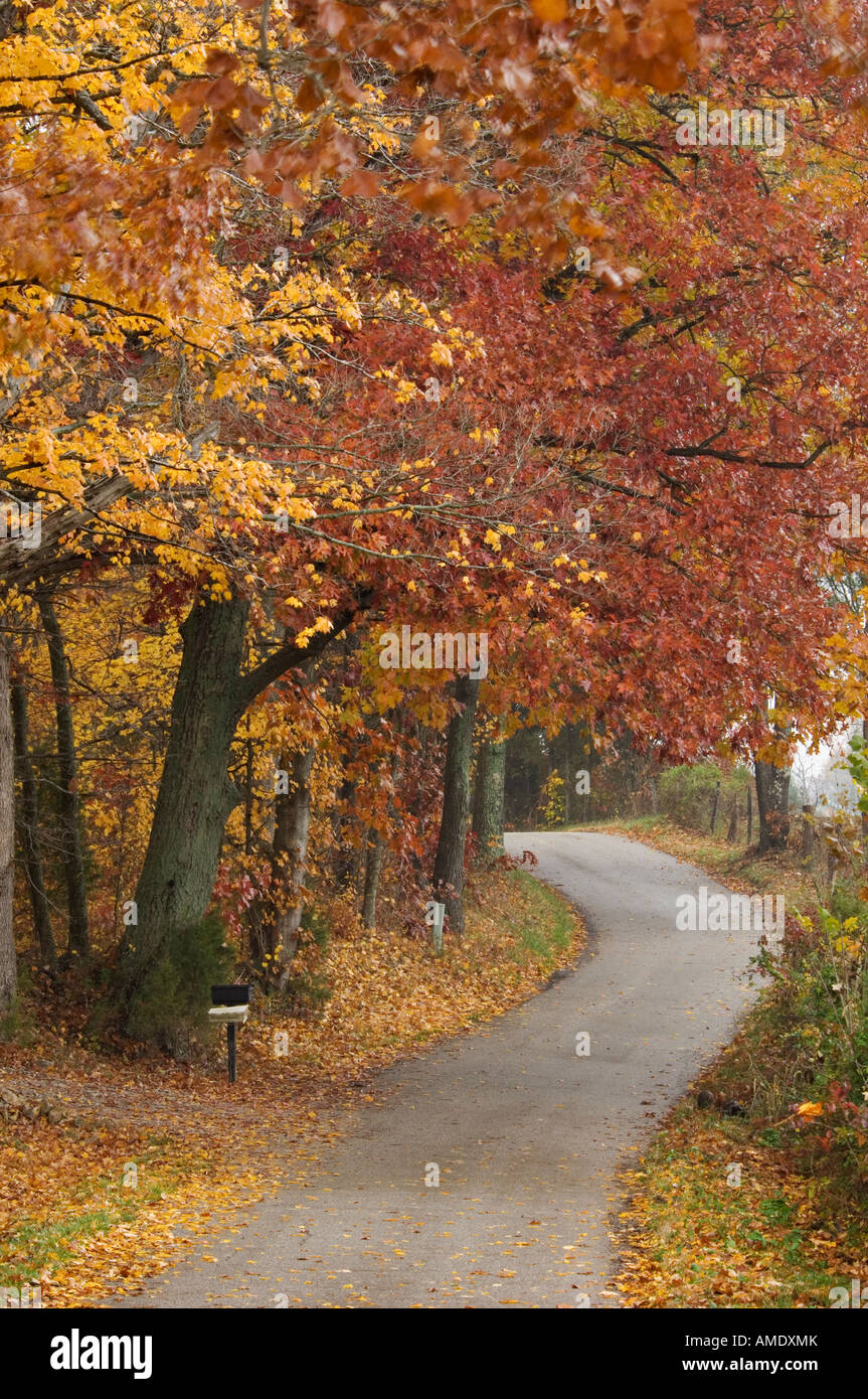 Winding Country Lane Through Autumn Forest Harrison County Indiana ...