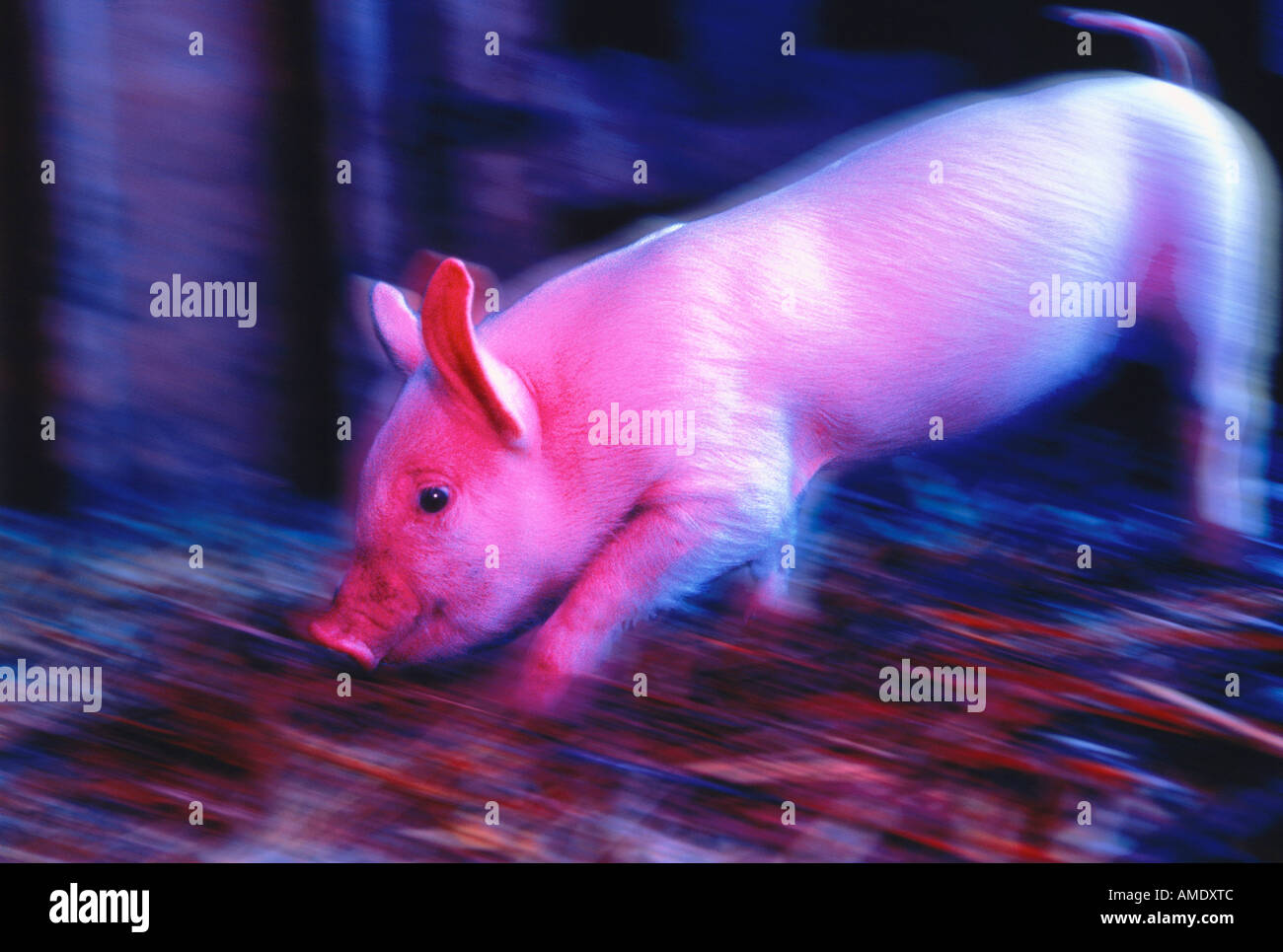 Pig piglet running hi-res stock photography and images - Alamy