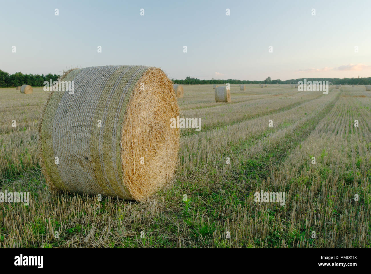 Round bale hay on the field Stock Photo - Alamy