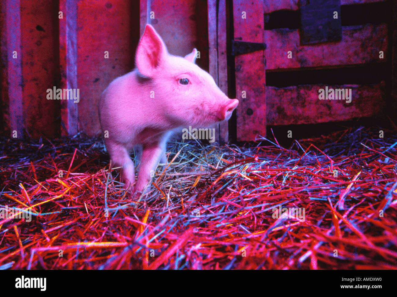 Piglet images hi-res stock photography and images - Alamy