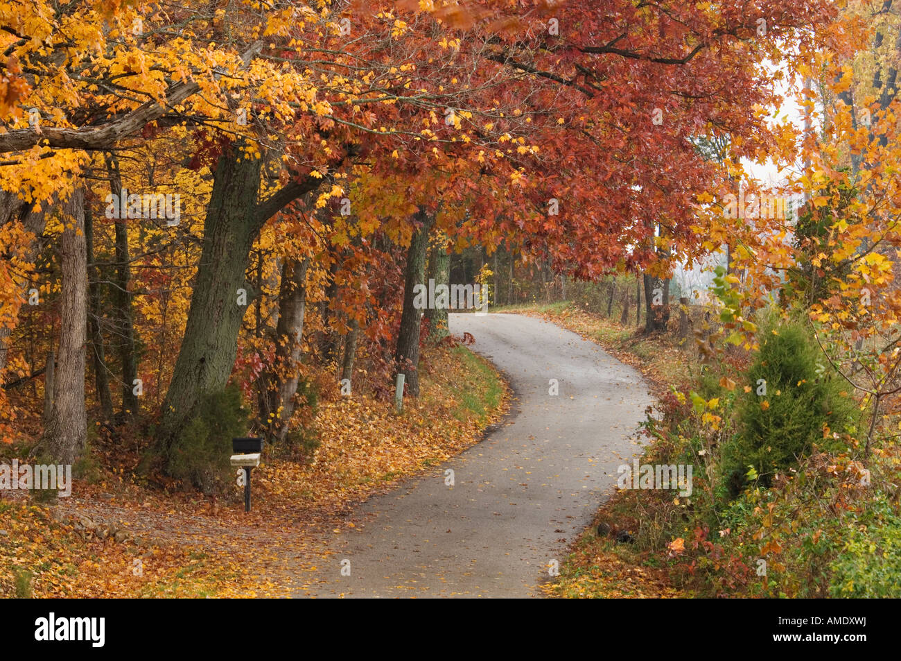 Winding Country Lane Through Autumn Forest Harrison County Indiana ...