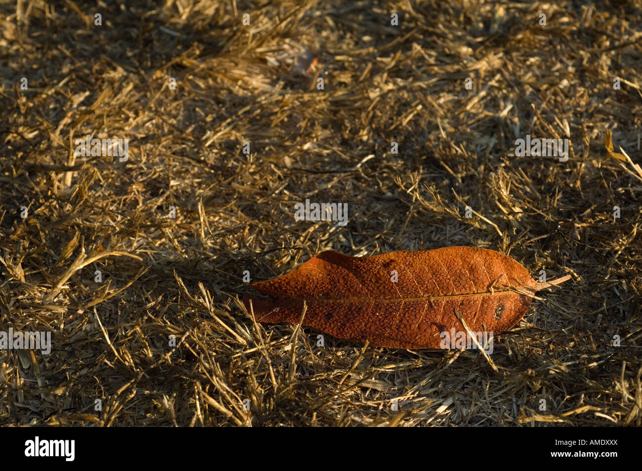 A fallen leaf Stock Photo - Alamy