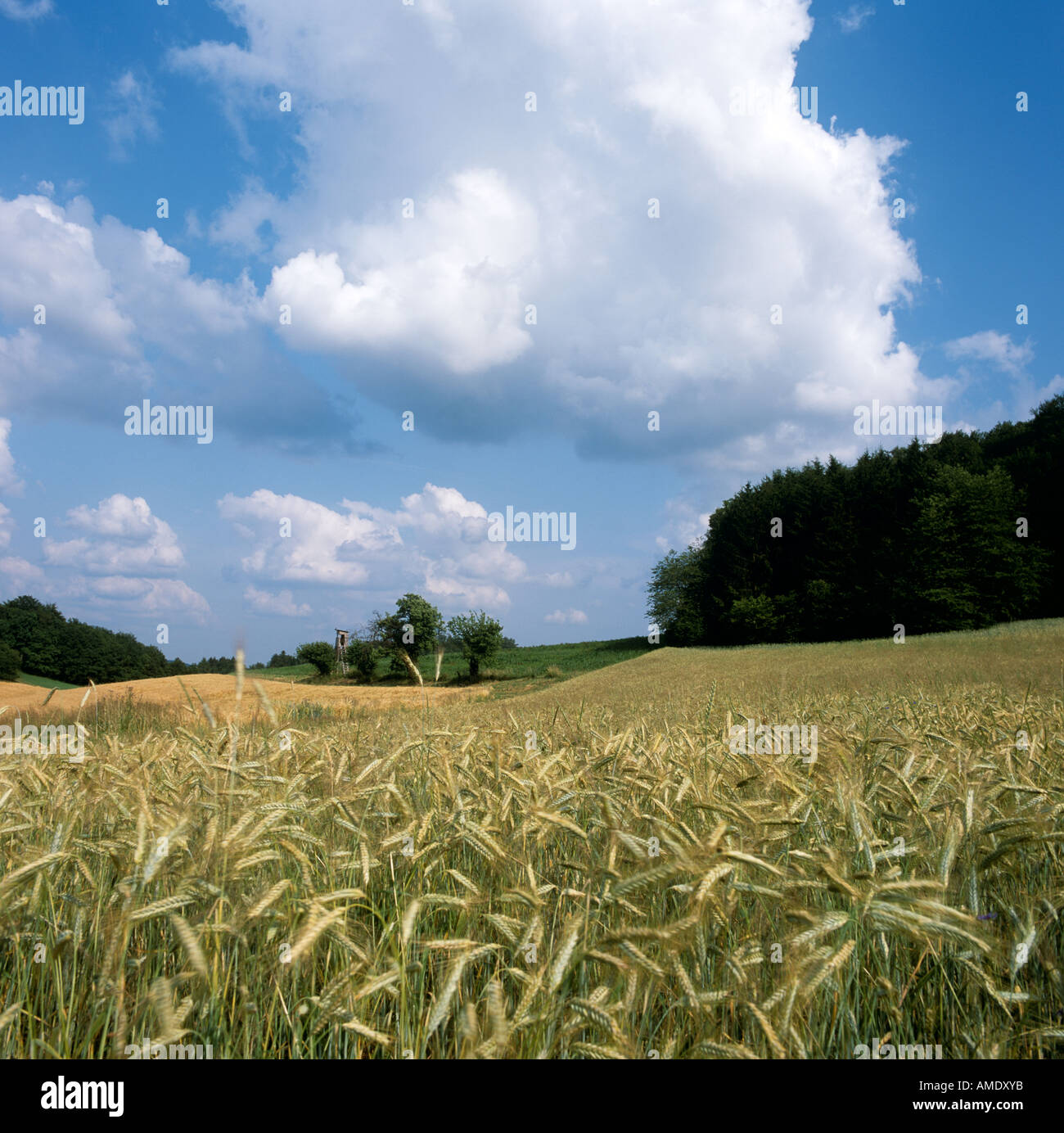 Oden forest hi-res stock photography and images - Alamy
