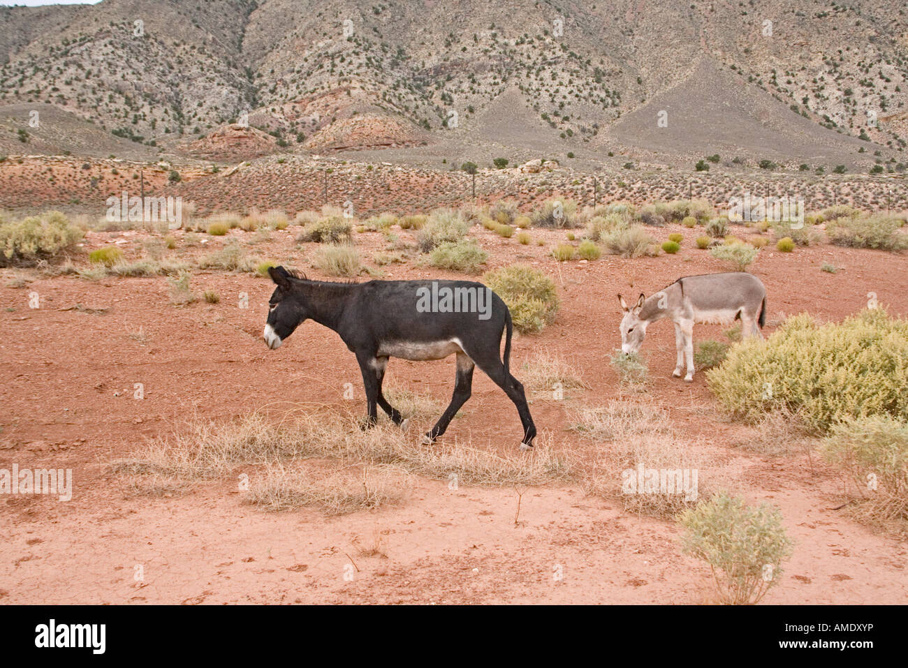 Burro Equus asinus northern Arizona United States 17 July Adult ...