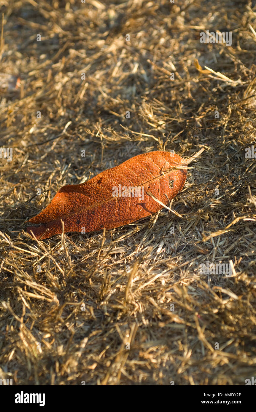 A fallen leaf Stock Photo - Alamy