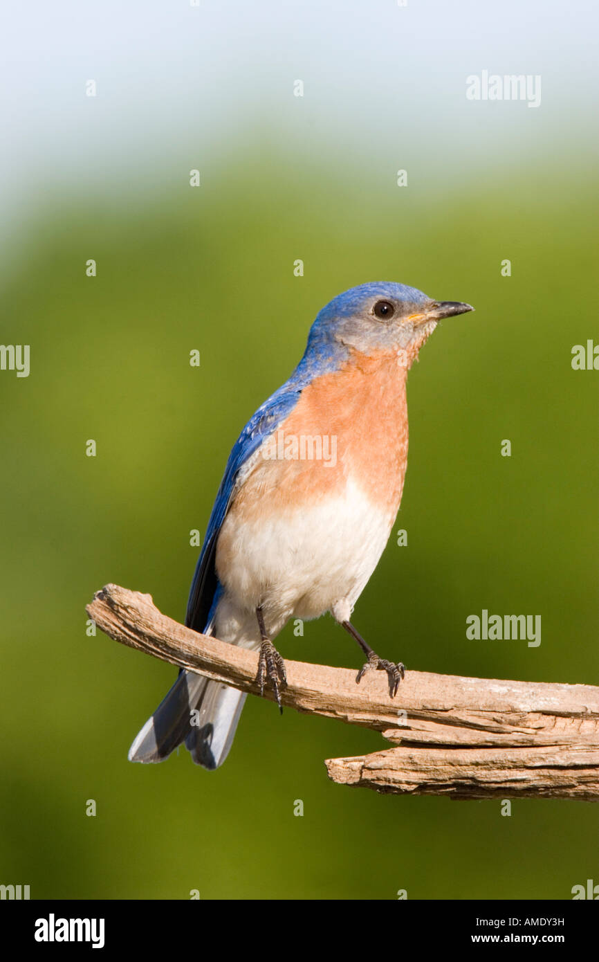 Eastern Bluebird Adult Male Stock Photo - Alamy