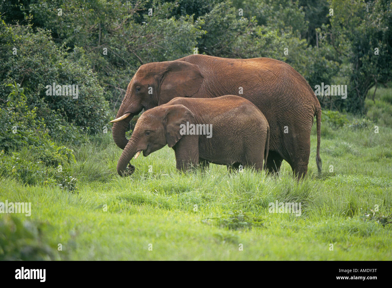 A female elephant and her baby feed quietly on the edge of the jungle ...