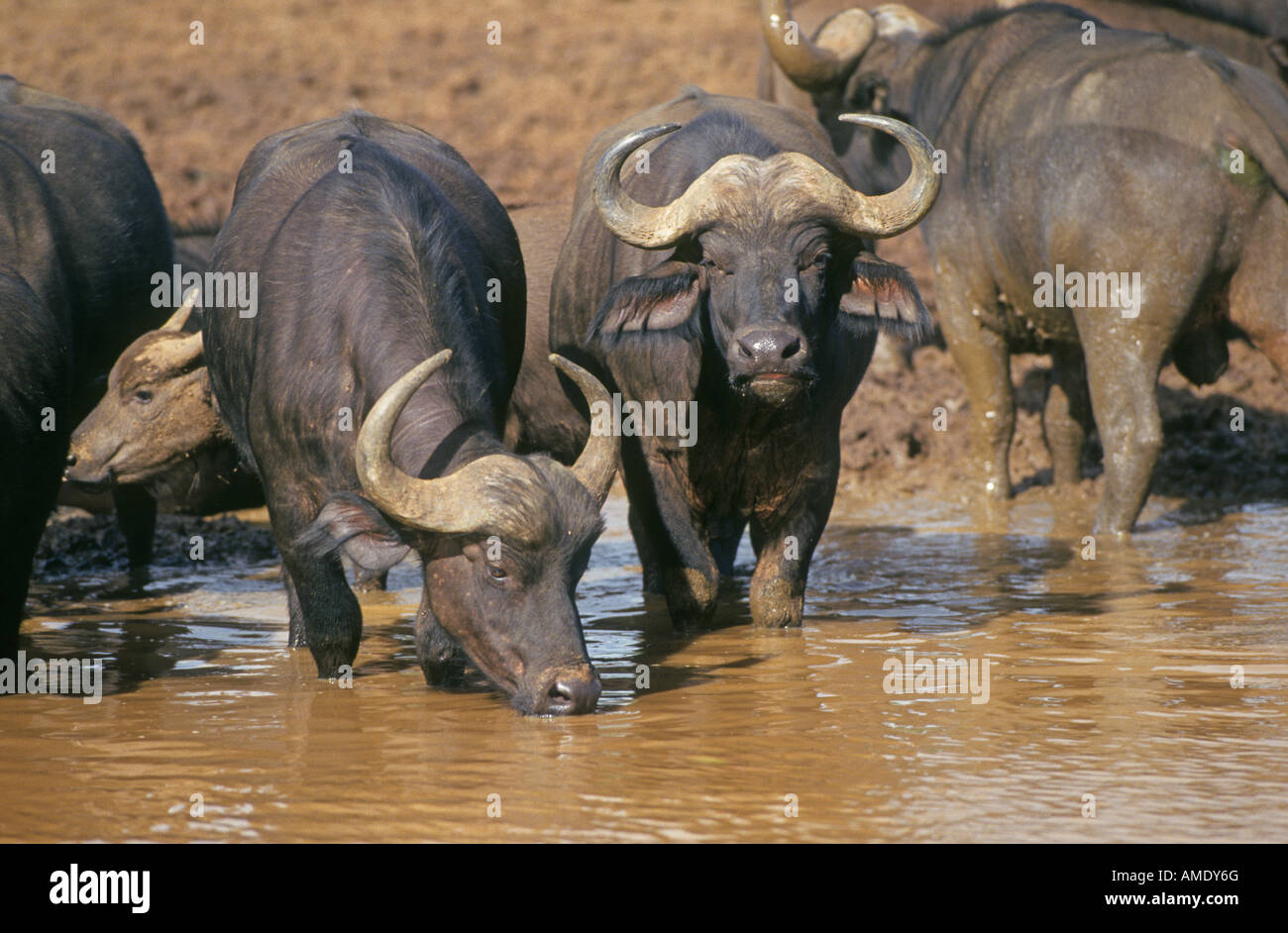 AFRICA EAST AFRICA KENYA A herd of African buffalo also called Cape ...