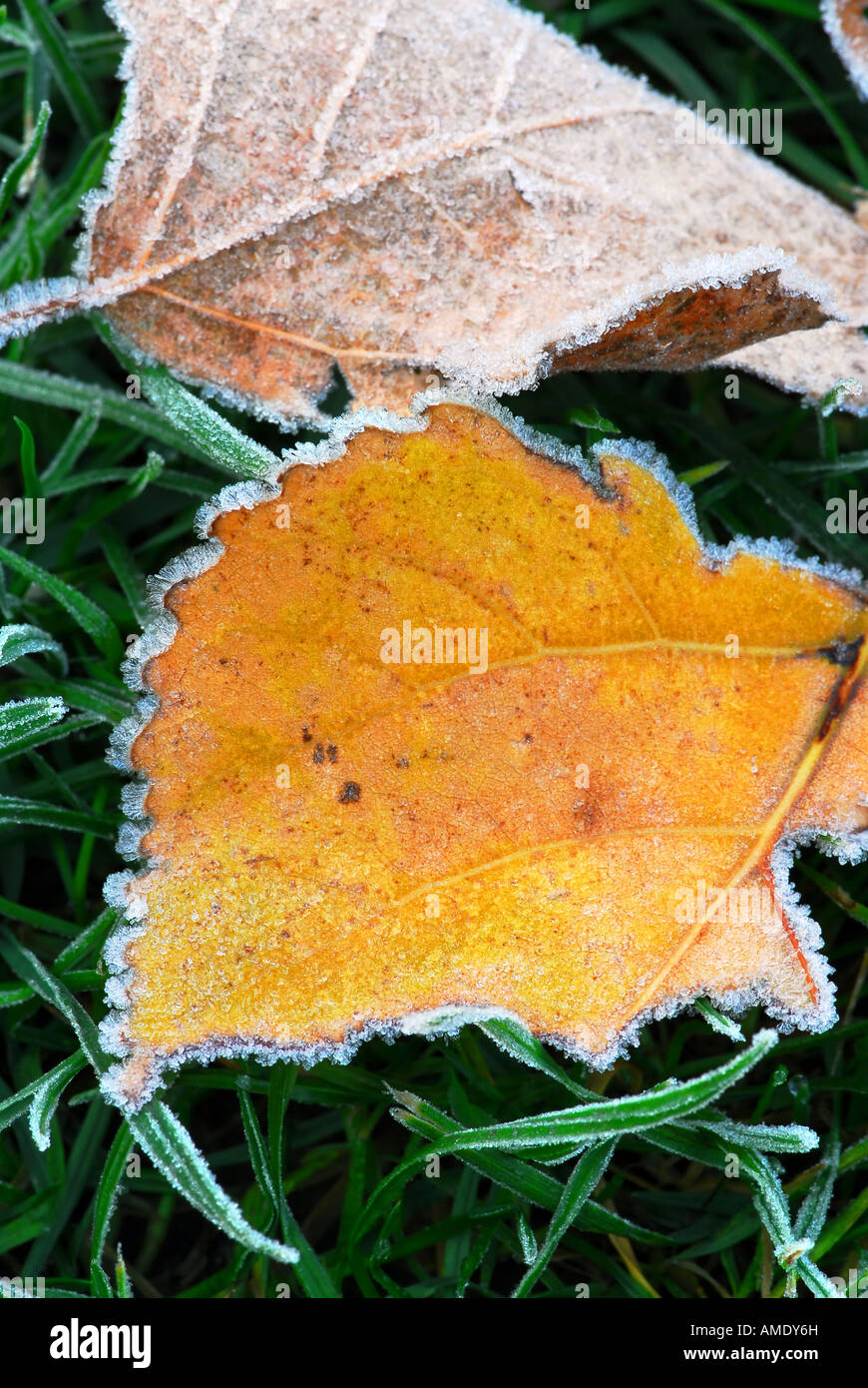 Two frosty fallen leaves lying on frozen grass on a cold fall morning ...