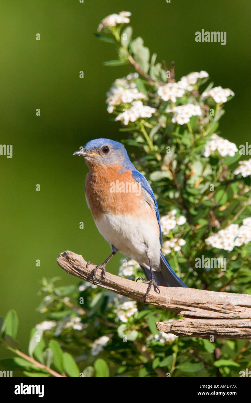 Eastern Bluebird Adult Male Stock Photo - Alamy