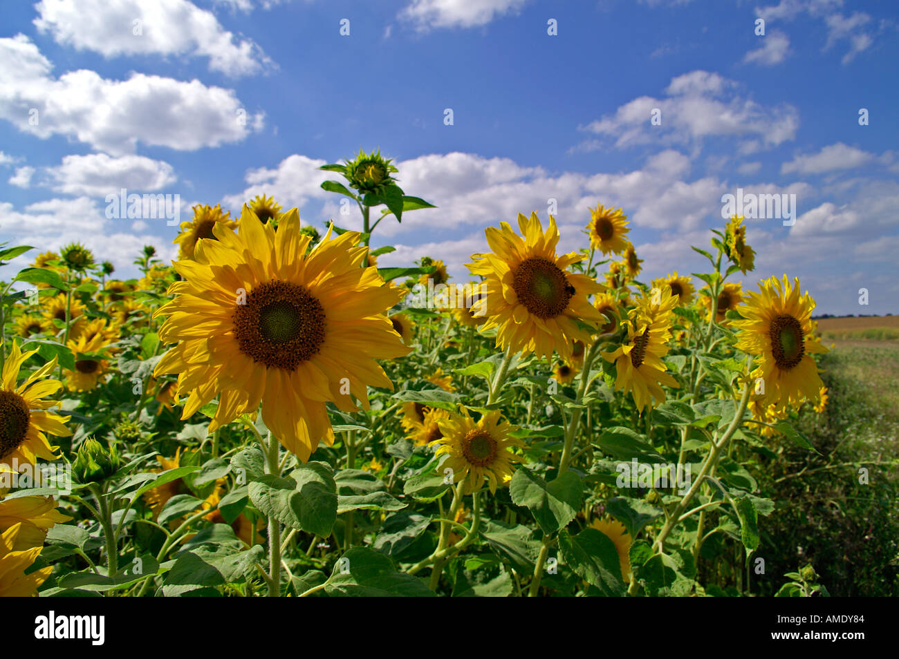 Sunflower flower Helianthus Stock Photo - Alamy