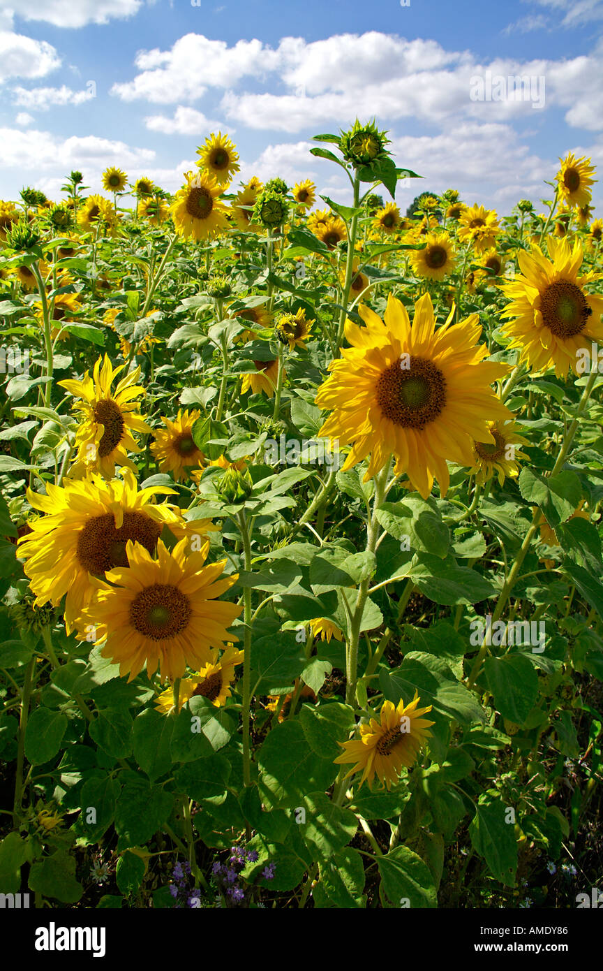 Sunflower flower Helianthus Stock Photo - Alamy