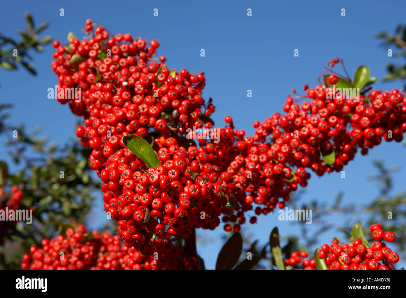 RED BERRIES ON PYRACANTHA BUSH Stock Photo - Alamy