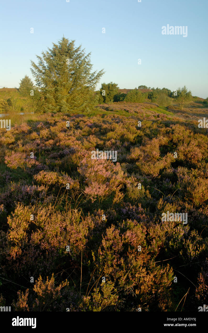 Gray heath hi-res stock photography and images - Alamy