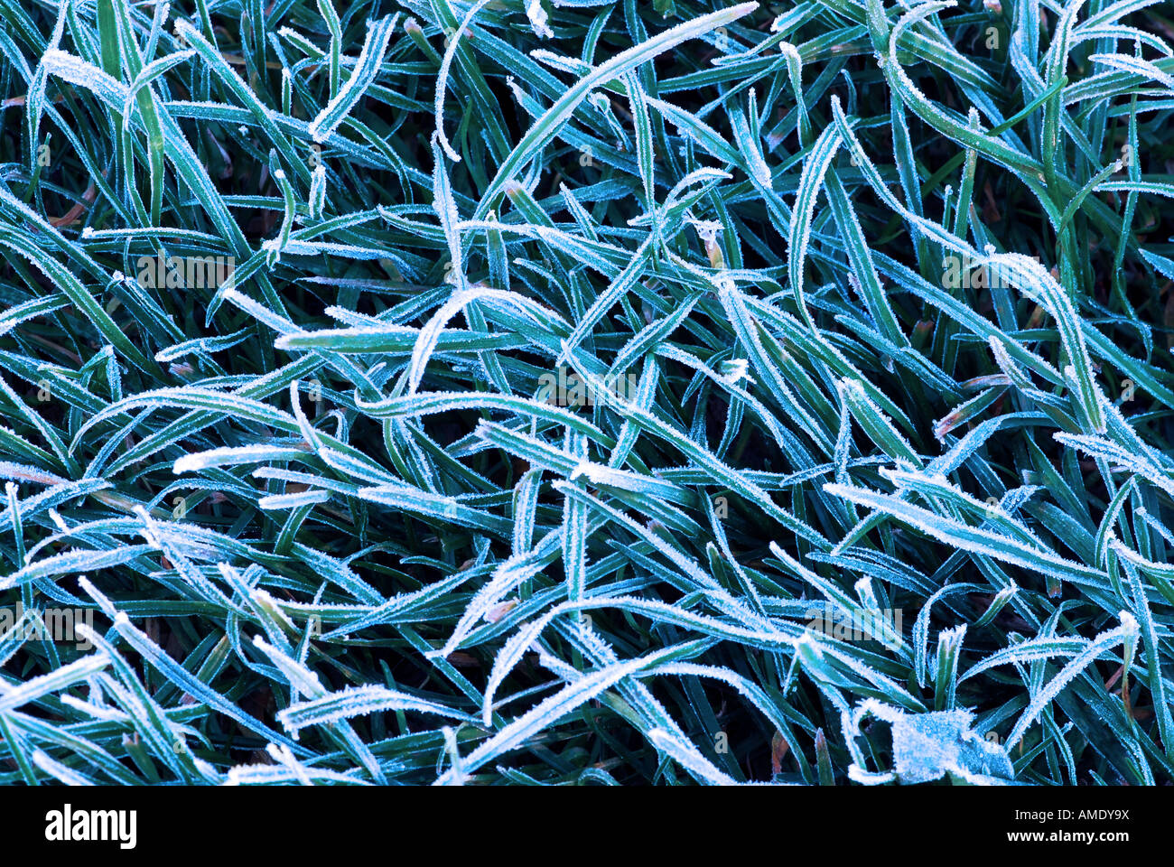 Background of frosty grass blades on a cold fall morning Stock Photo ...