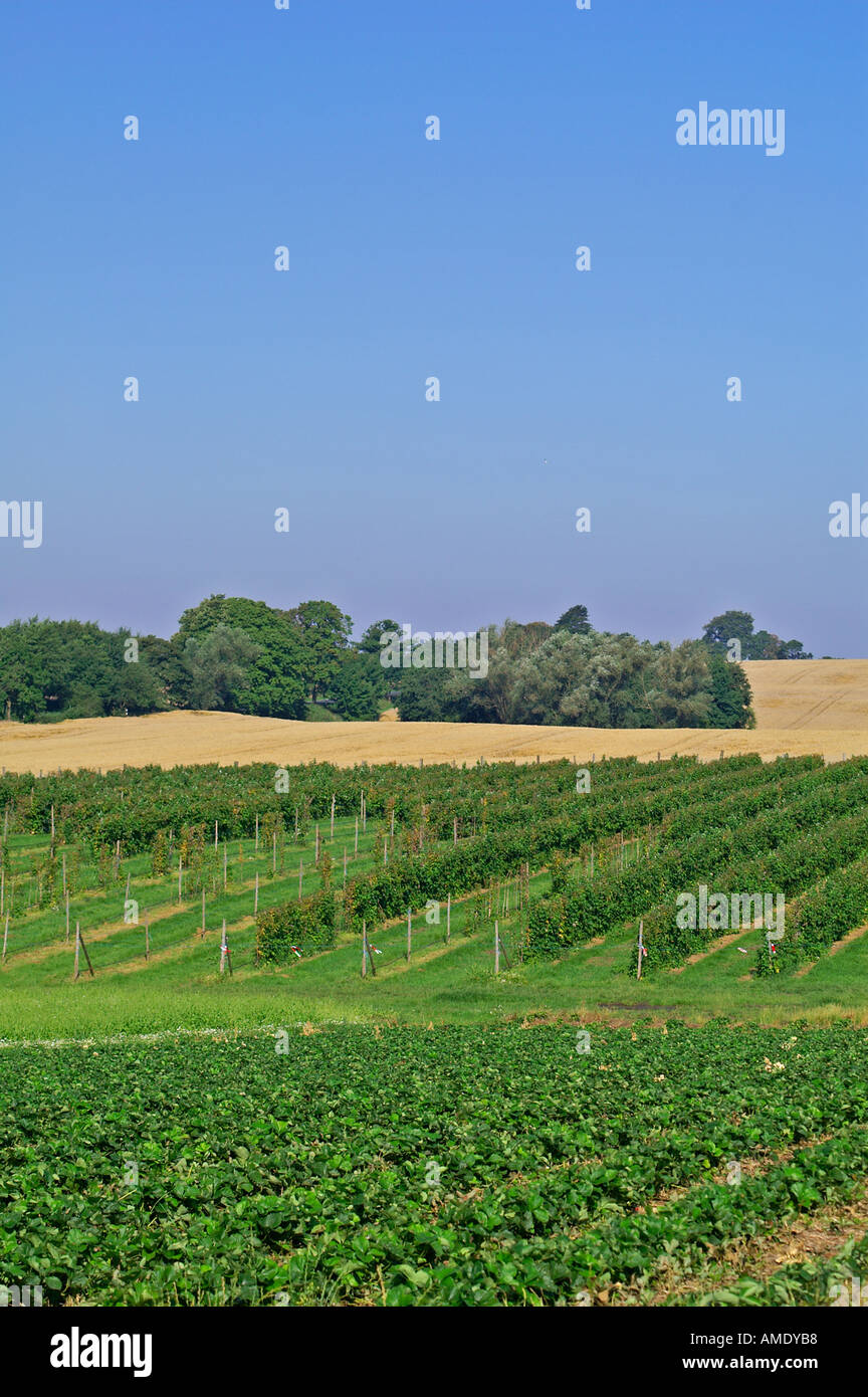 Plantage with fruits Obstplantage Landschaft MV Stock Photo - Alamy