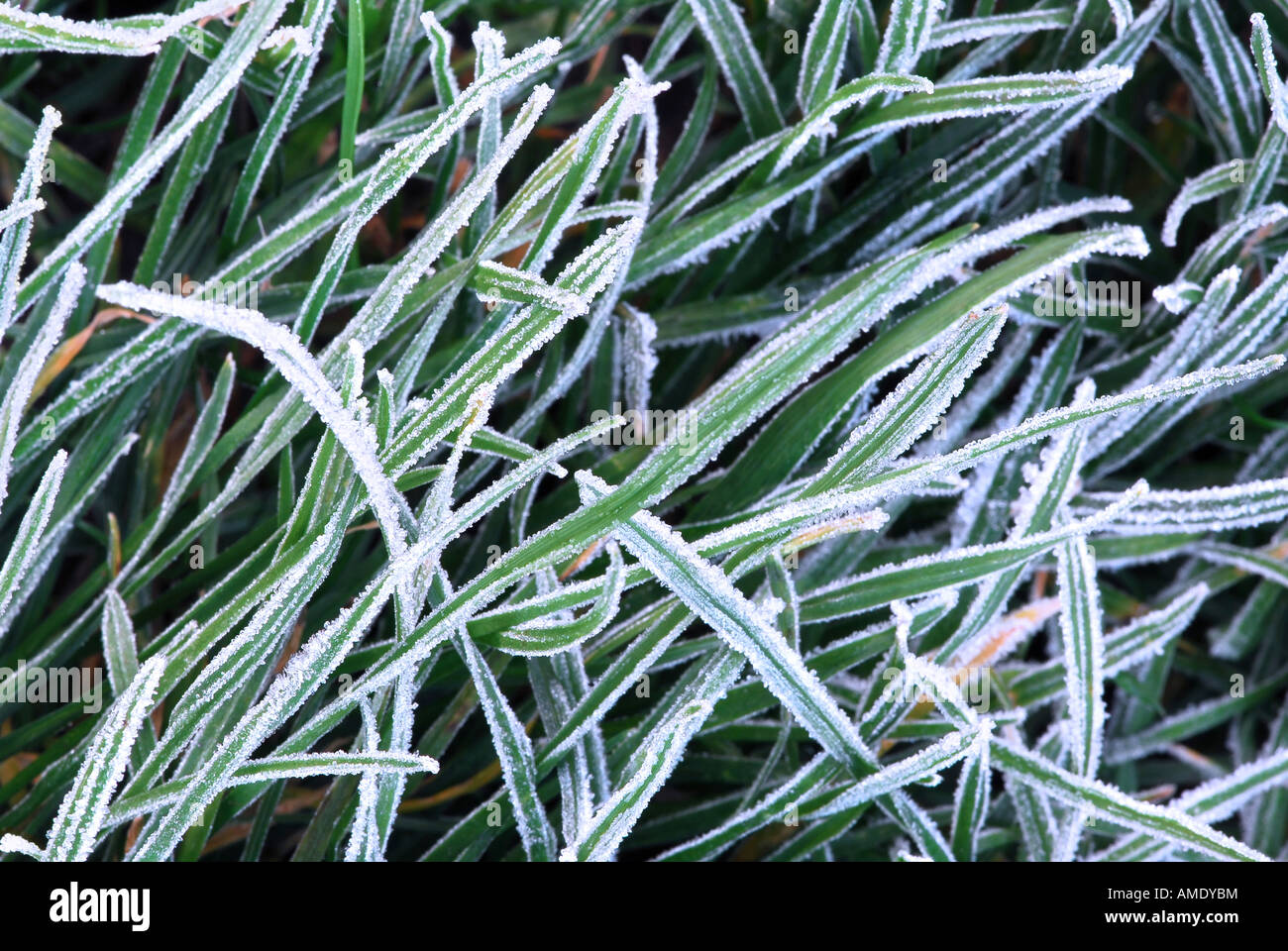 Background of frosty grass blades on a cold fall morning Stock Photo ...