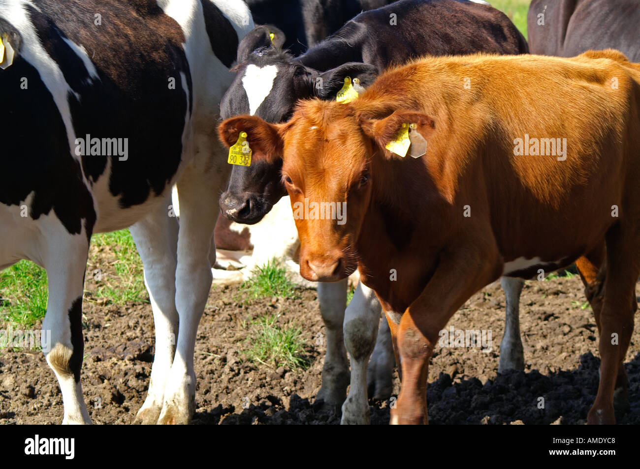Black and white steers hi-res stock photography and images - Alamy