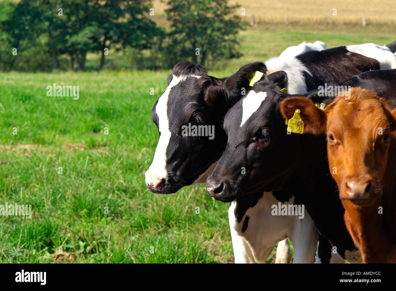 Steers head hi-res stock photography and images - Alamy