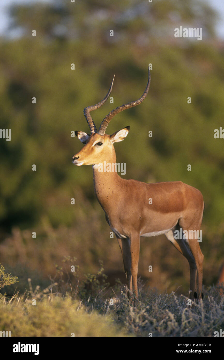 AFRICA EAST AFRICA TANZANIA Portrait of an Impala Aepyceros melampus in ...