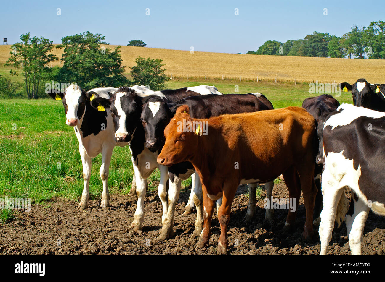 Steers head hi-res stock photography and images - Alamy