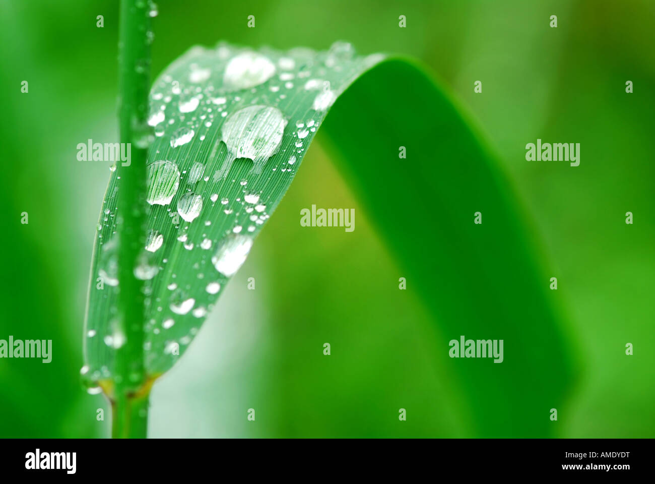 Big water drops on a green grass blade macro Stock Photo - Alamy